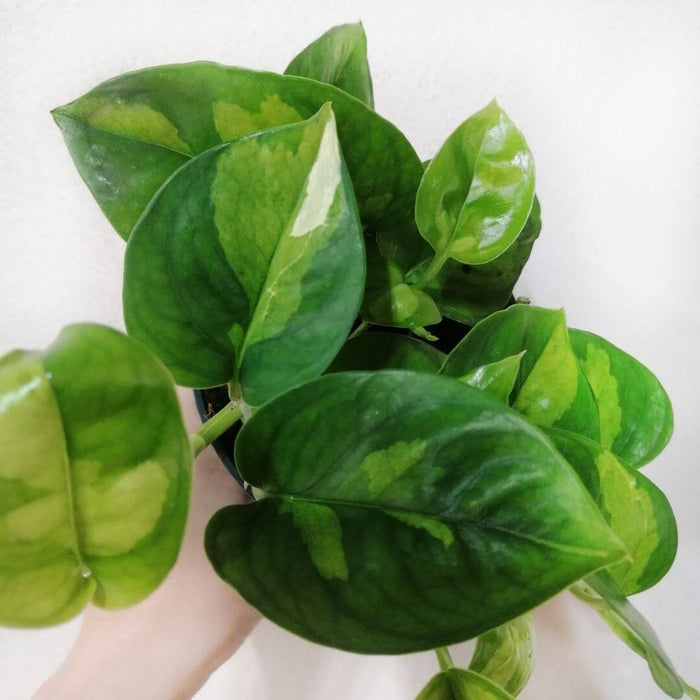 Epipremnum Aureum Global Green