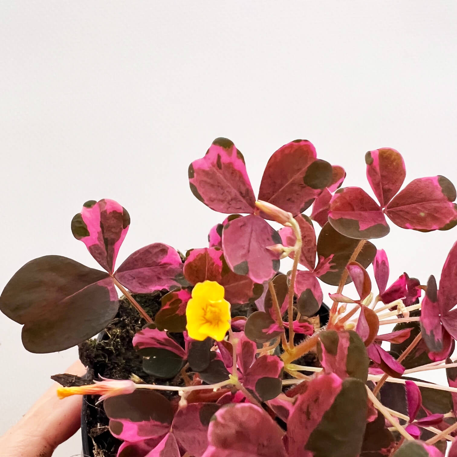 OXALIS Vulcan Pink